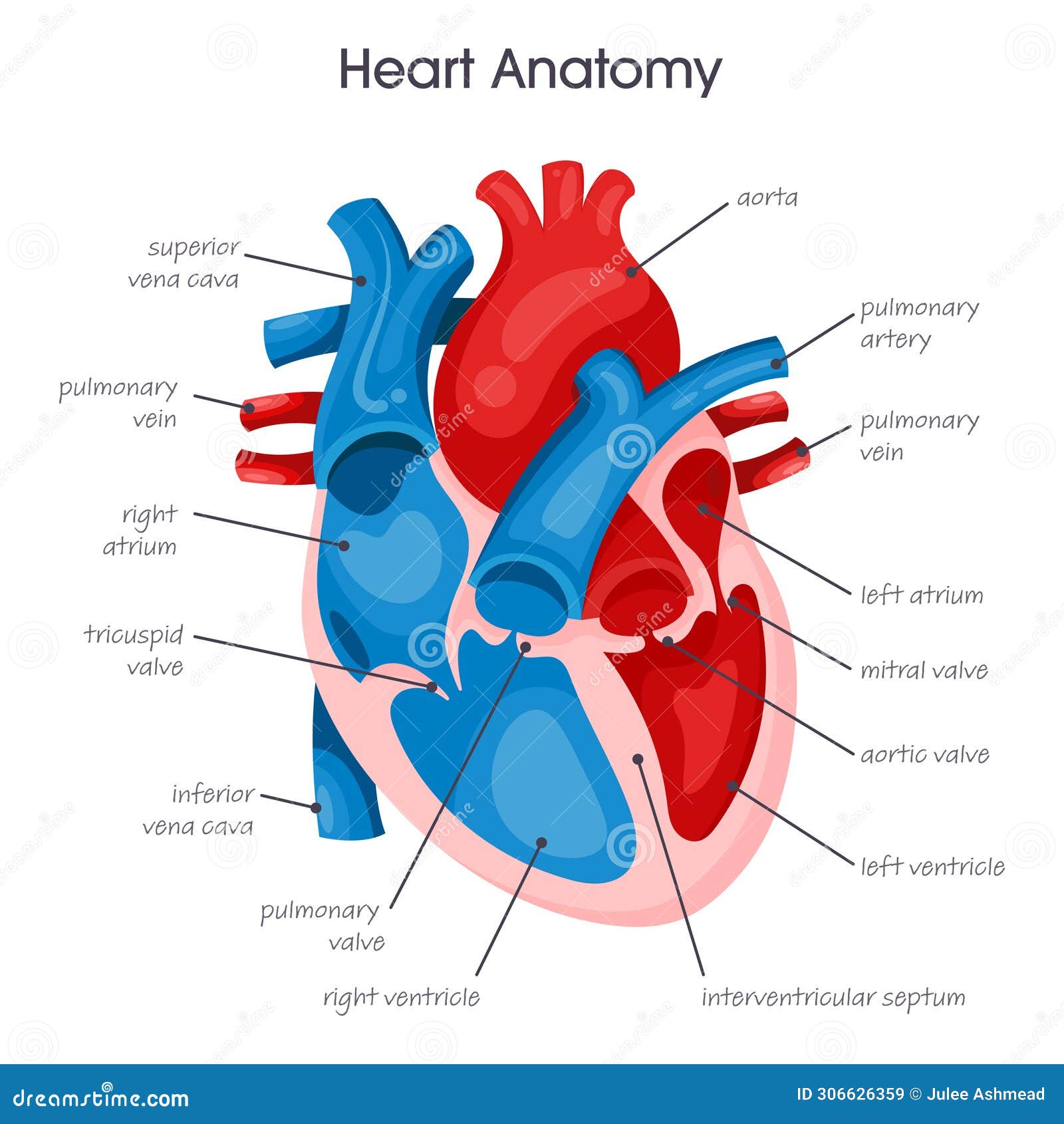 Medical Vector Illustration Infographic Diagram of the Human Heart ...
