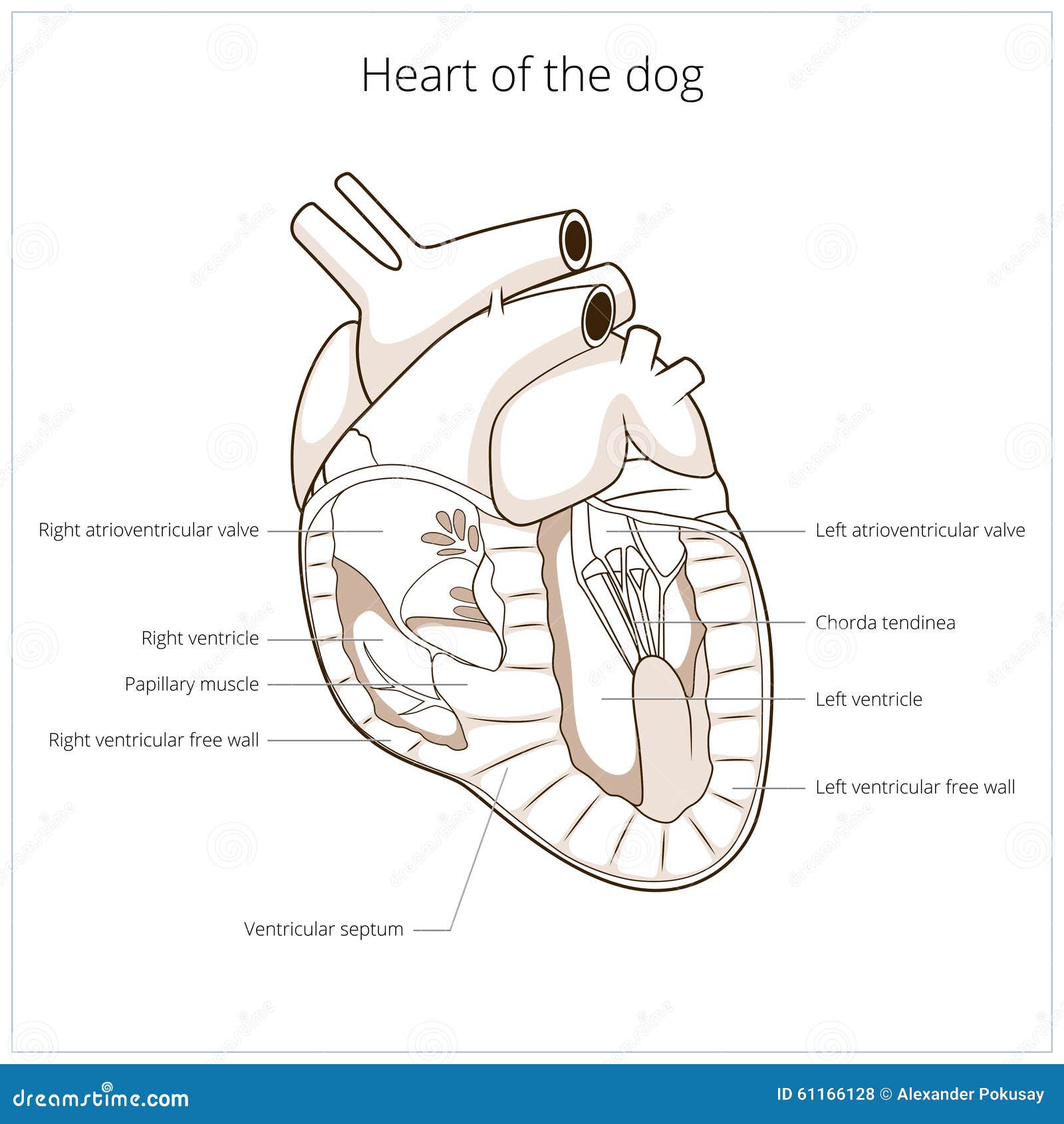 Heart of a Dog Vector Illustration Stock Vector - Illustration of ...