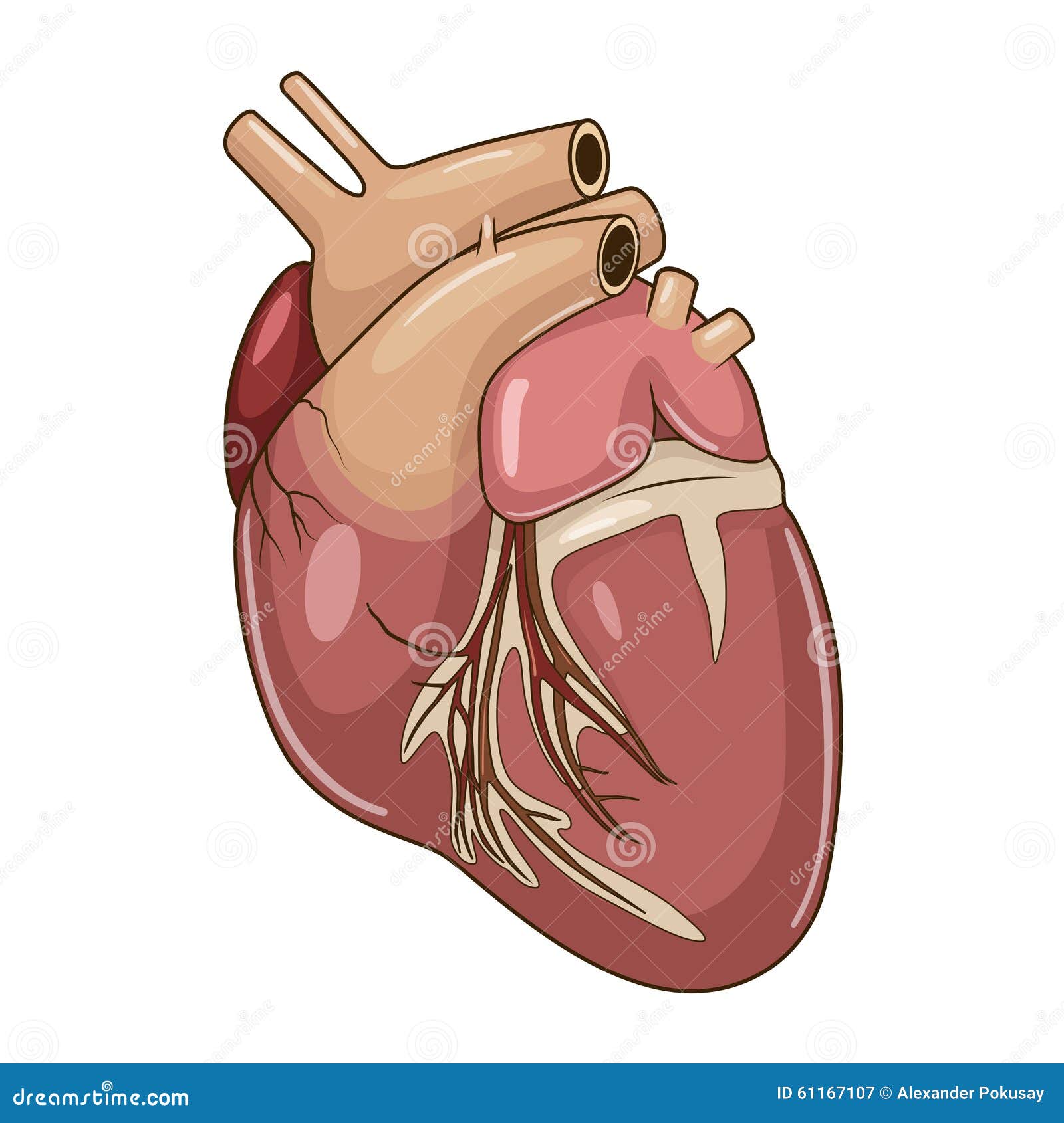 Heart of a Dog Vector Illustration Stock Vector - Illustration of ...