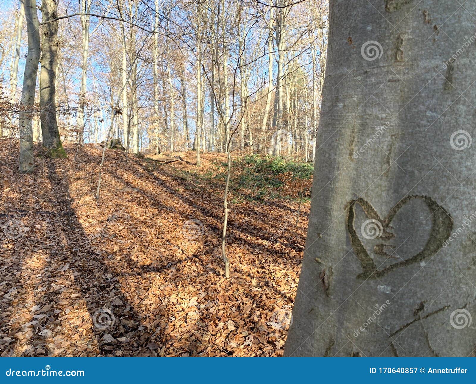 Heart engraved on a tree stock image. Image of copy - 170640857