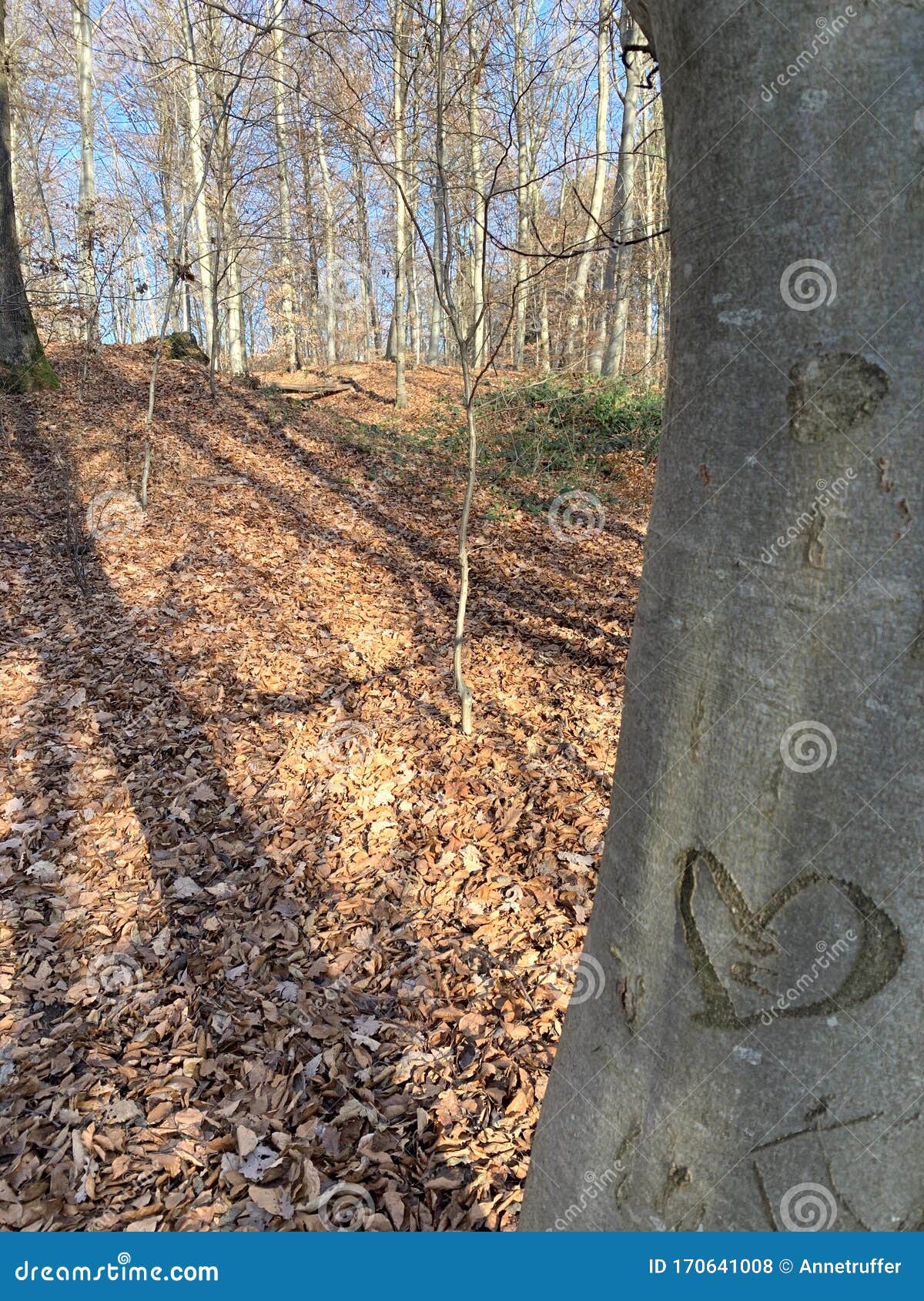 Heart engraved on a tree stock photo. Image of tree - 170641008
