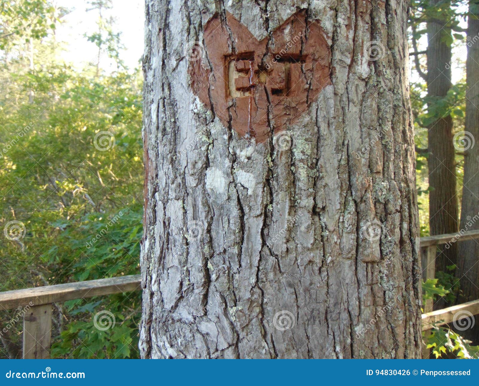 Heart Engraved on Tree stock photo. Image of upclose - 94830426