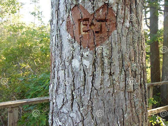 Heart Engraved on Tree stock photo. Image of upclose - 94830426