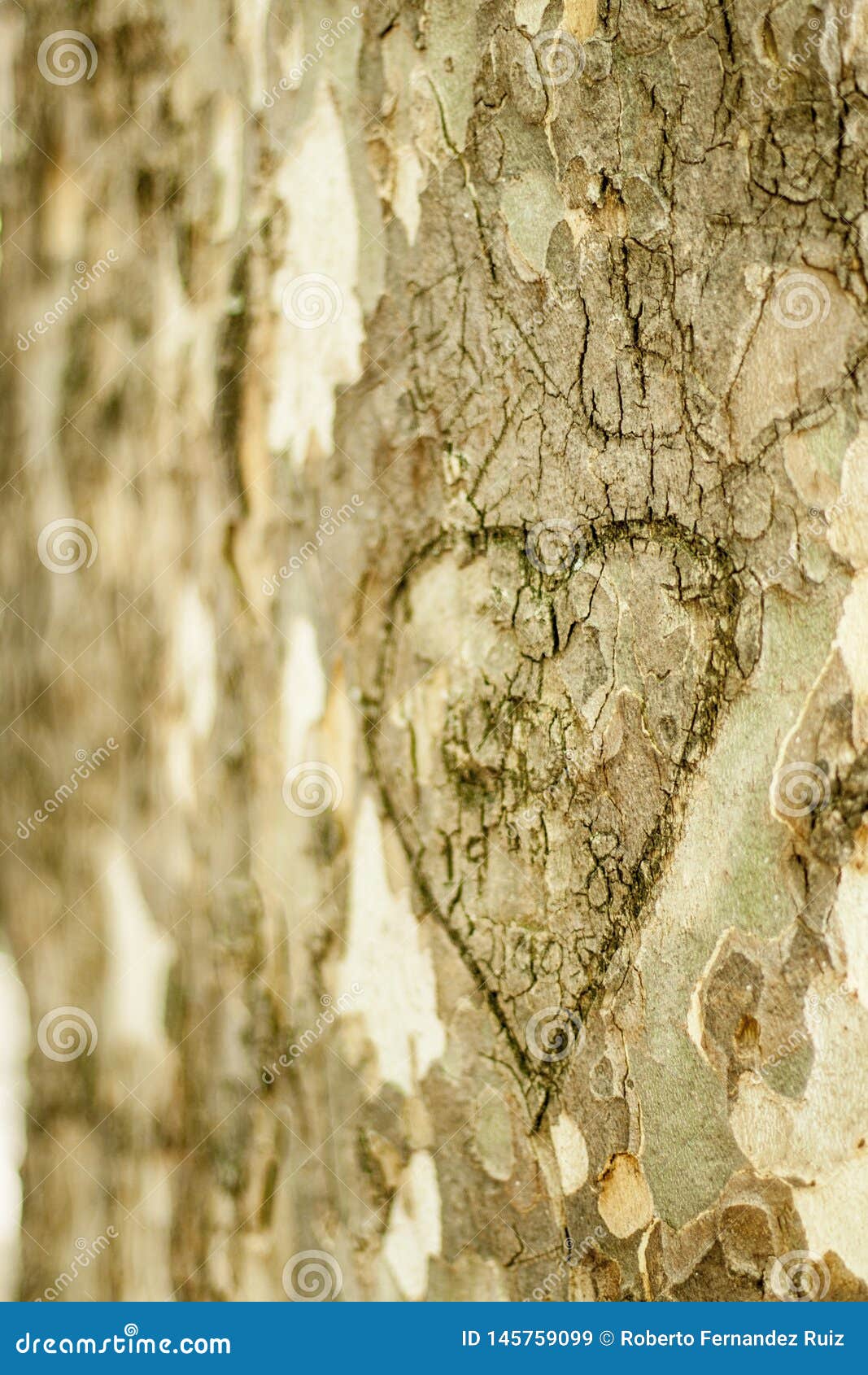 Heart Engraved in the Trunk of a Tree Stock Image - Image of spain ...