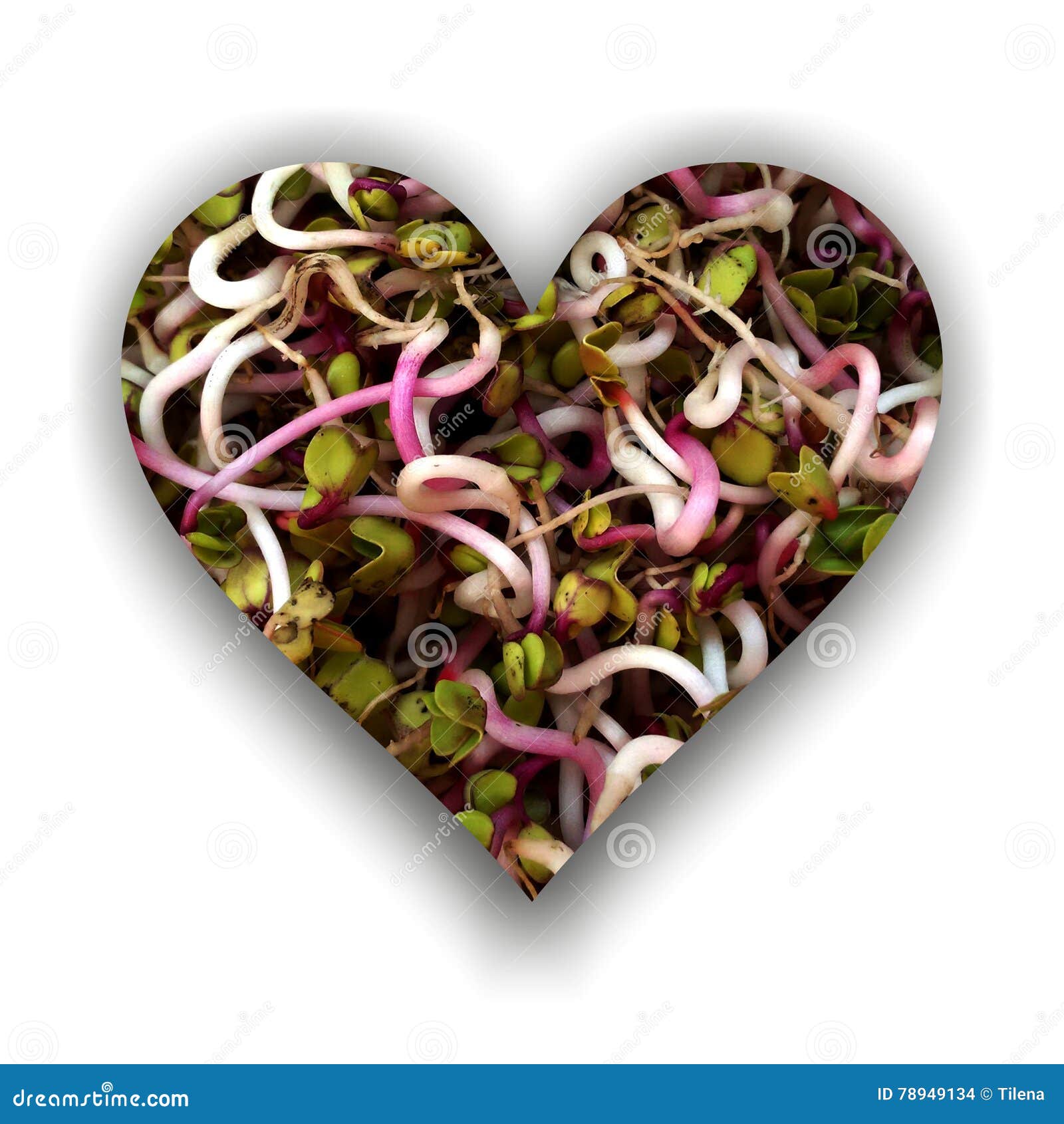 Heart Filled with Radish Germs Stock Illustration - Illustration of ...