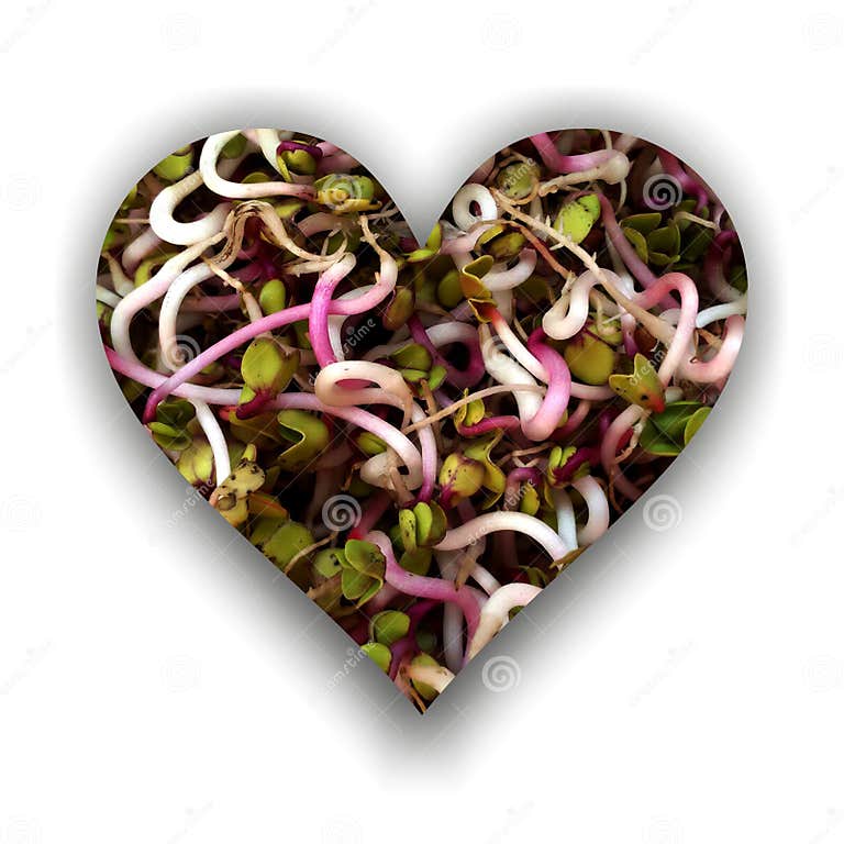 Heart Filled with Radish Germs Stock Illustration - Illustration of ...