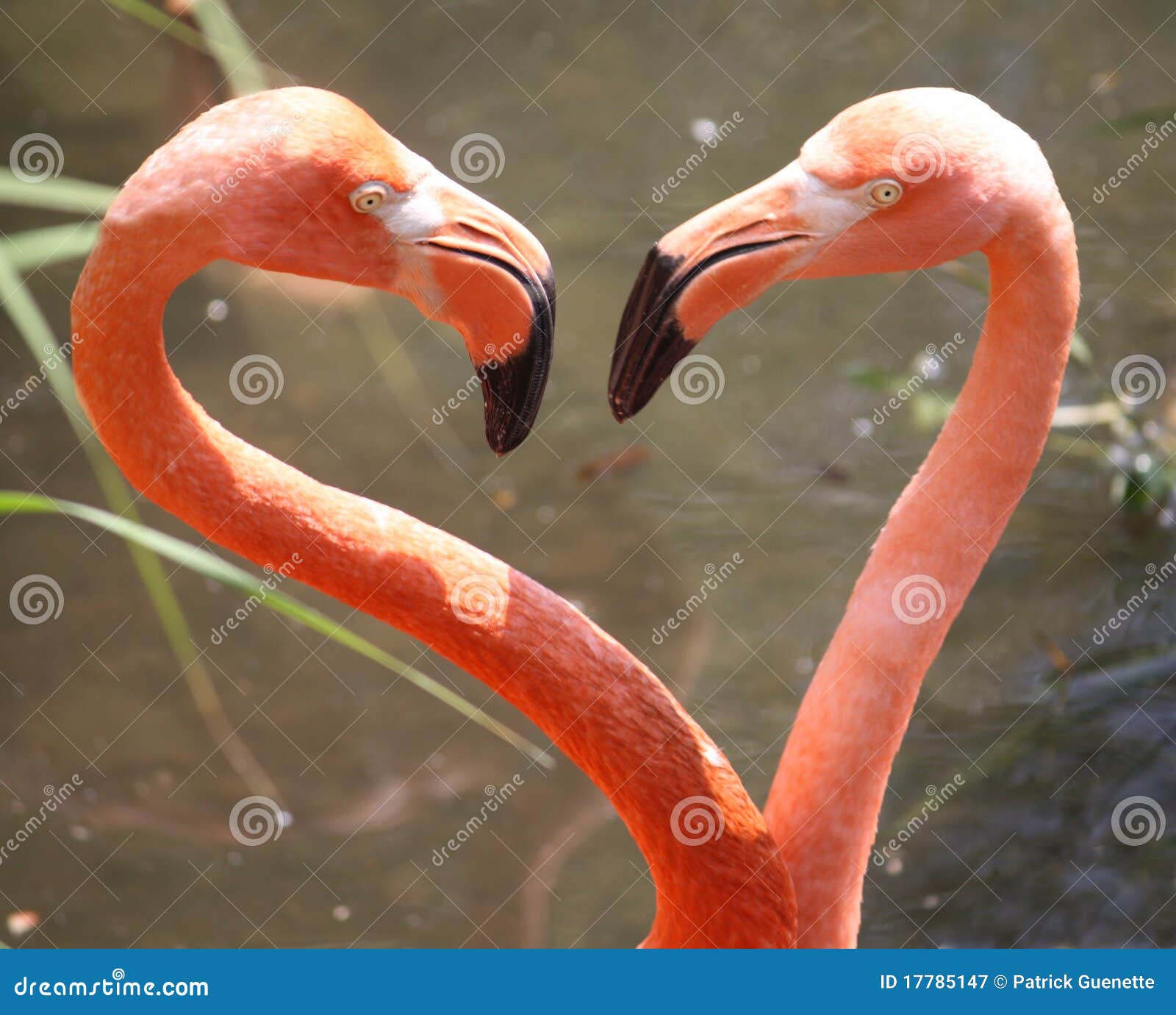 Heart Flamingo, for Valentine Stock Image - Image of pink, close: 17785147