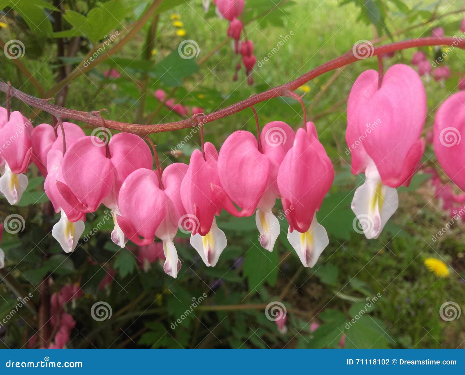 Heart flowers stock photo. Image of flowers, nature, lovely - 71118102