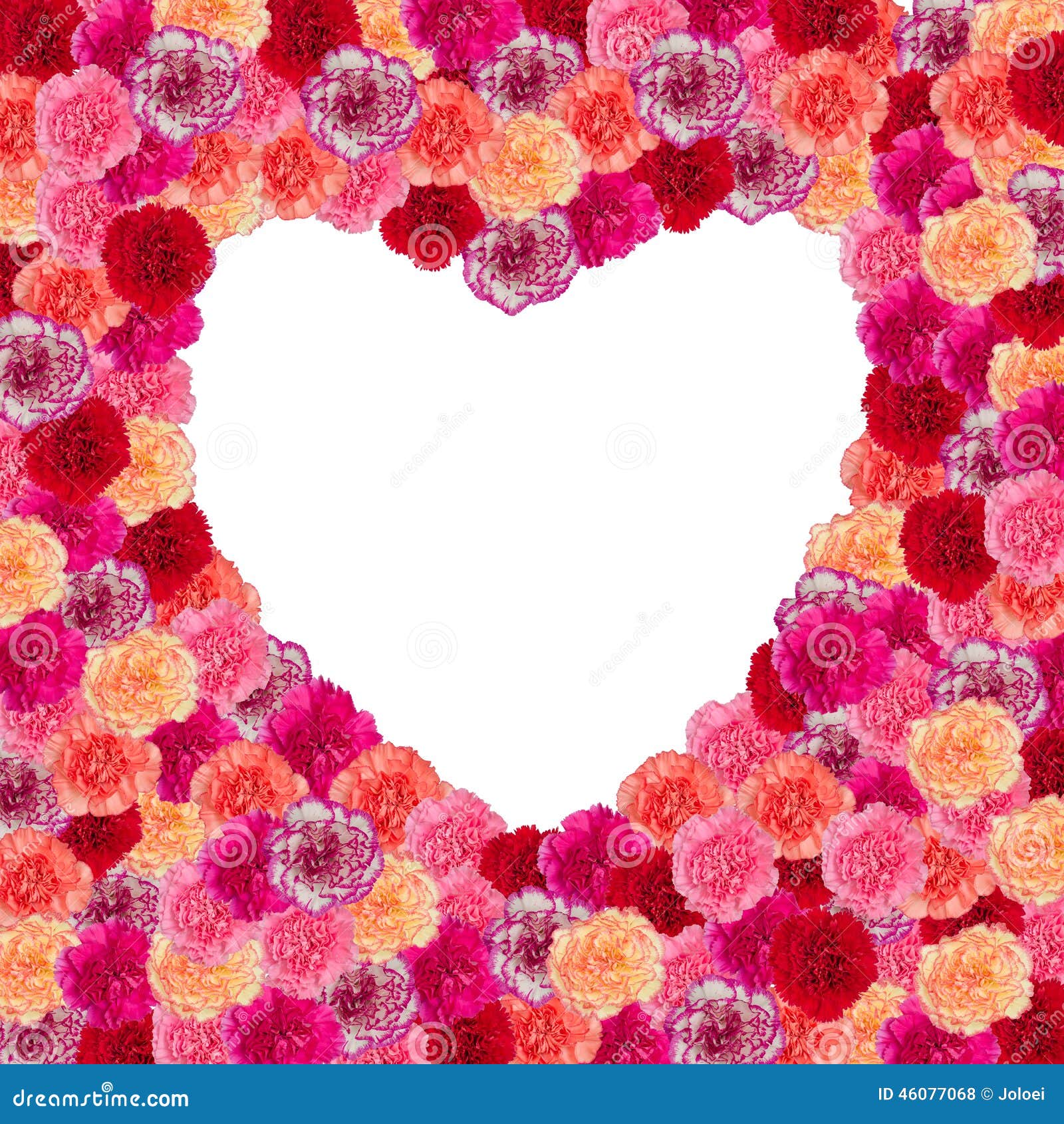 Heart Frame of Carnation Flower Stock Photo - Image of summer ...