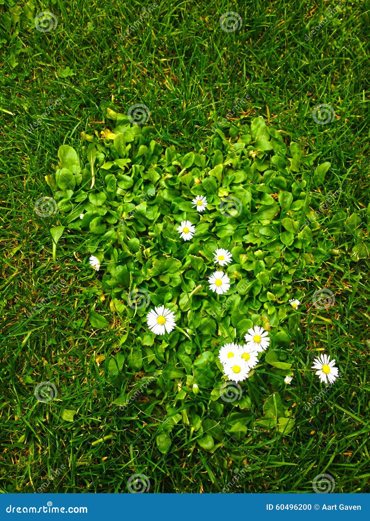 Heart grass stock photo. Image of resembling, covered - 60496200