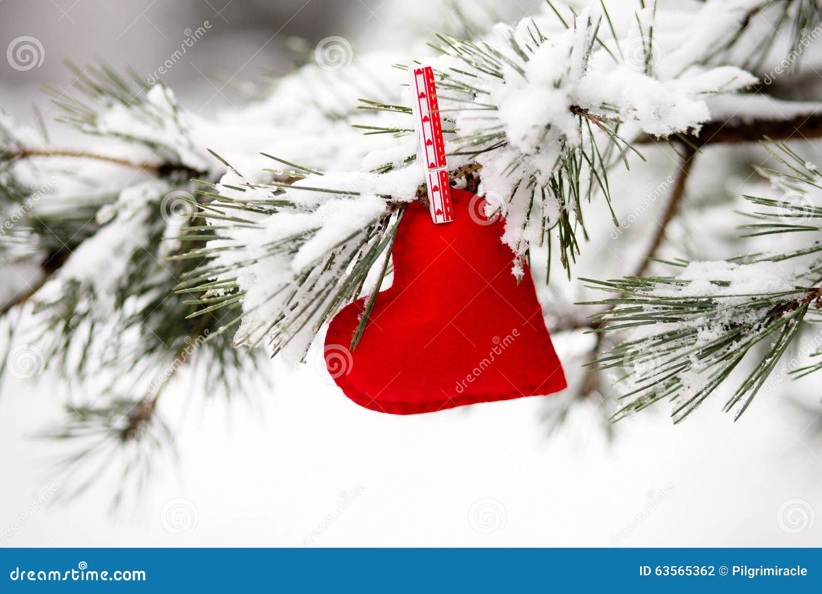 Heart Hanging on a Snow-covered Pine Tree Stock Photo - Image of pine ...