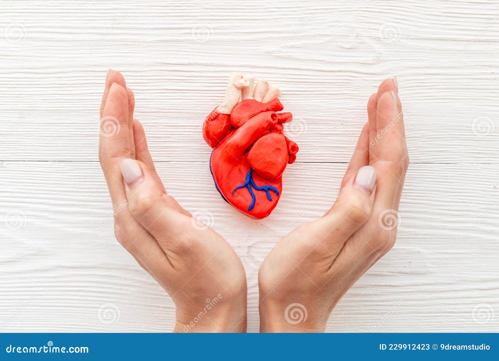 Heart Health Concept with Hands and Human Heart Model Stock Image ...