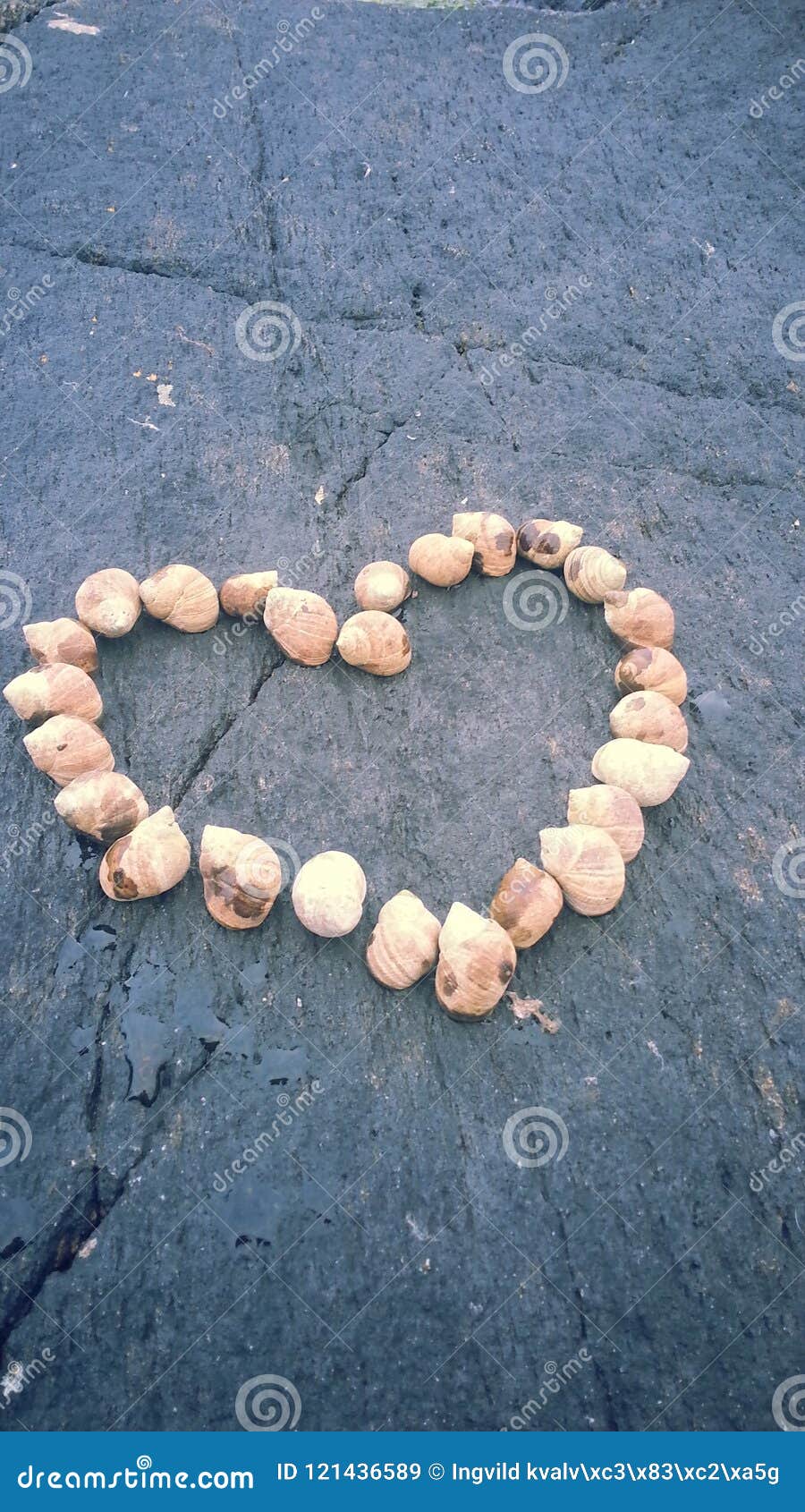 Heart stock image. Image of snail, heart, shell, ocean - 121436589