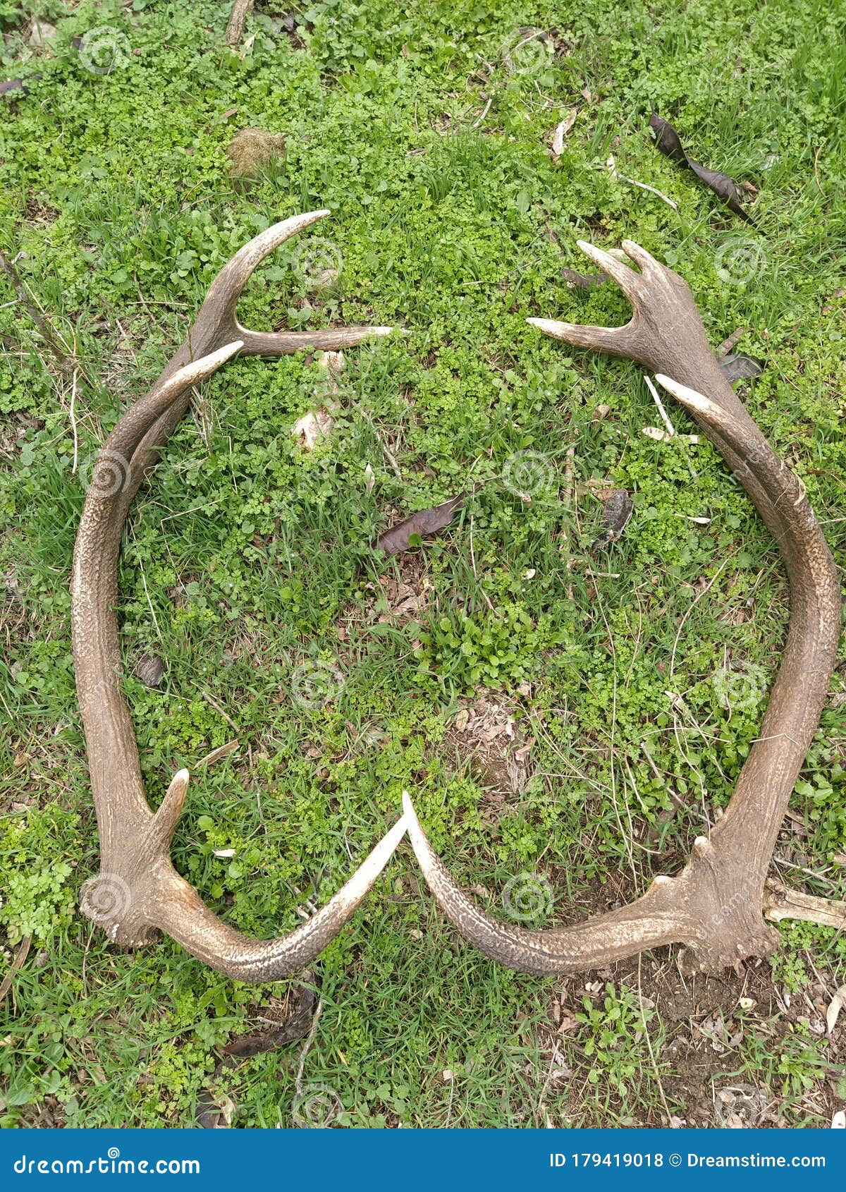 Heart horns deer stock photo. Image of trunk, reptile - 179419018