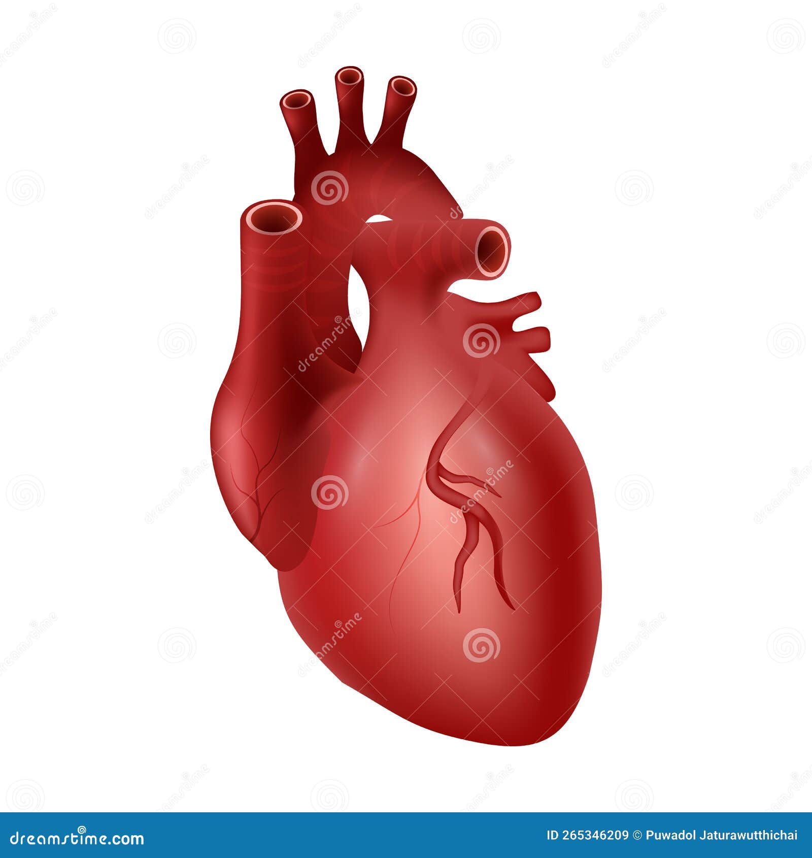 Human Cardiovascular System With Magnified Blood Vessels And 3D Heart ...