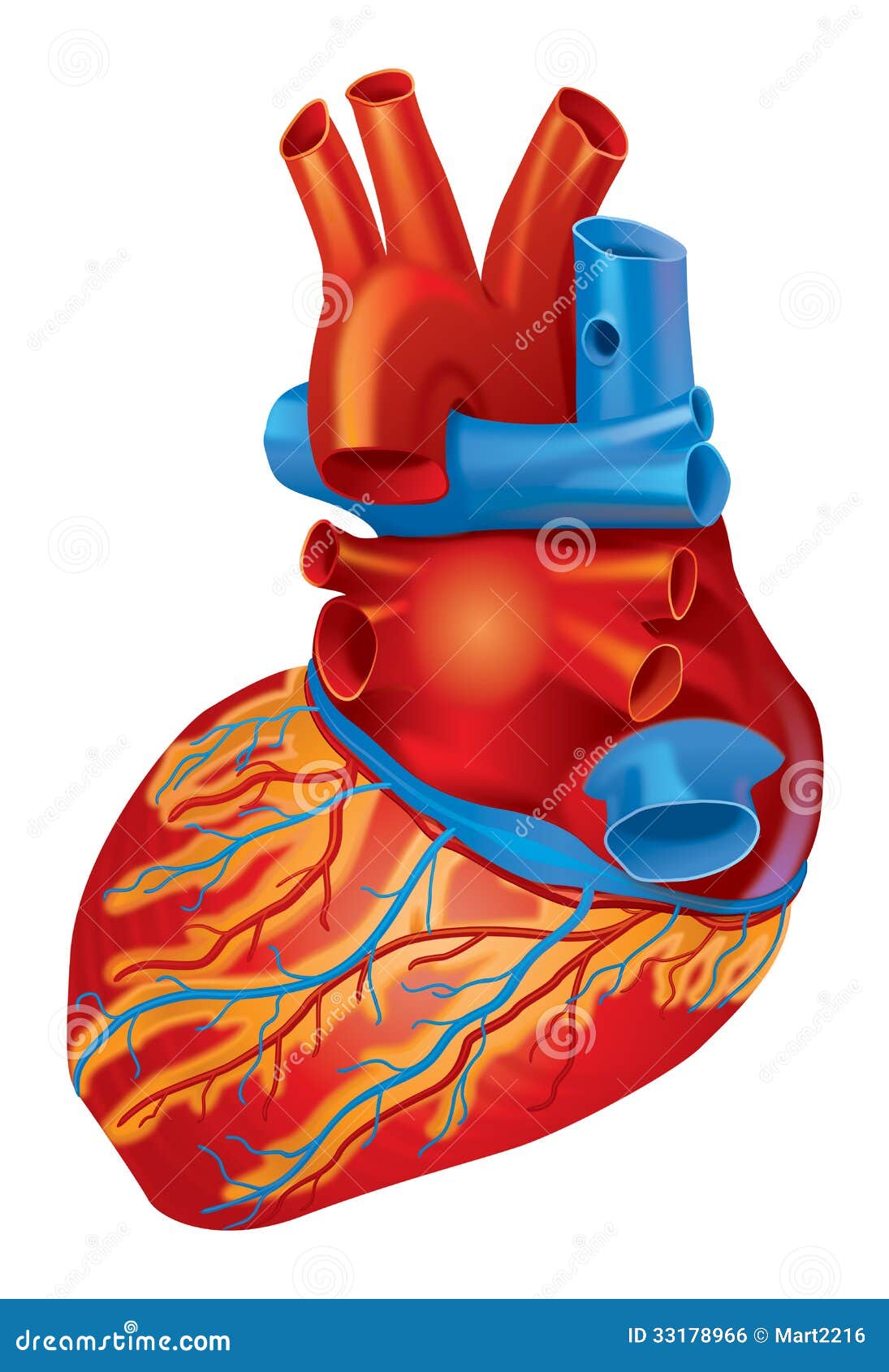 Heart inferior view stock illustration. Illustration of clog - 33178966