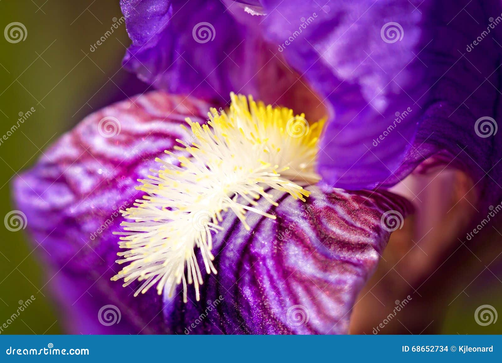 Heart of the Iris stock photo. Image of growth, color - 68652734