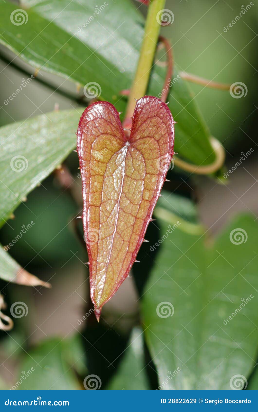 Heart leaf stock image. Image of nature, plant, color - 28822629