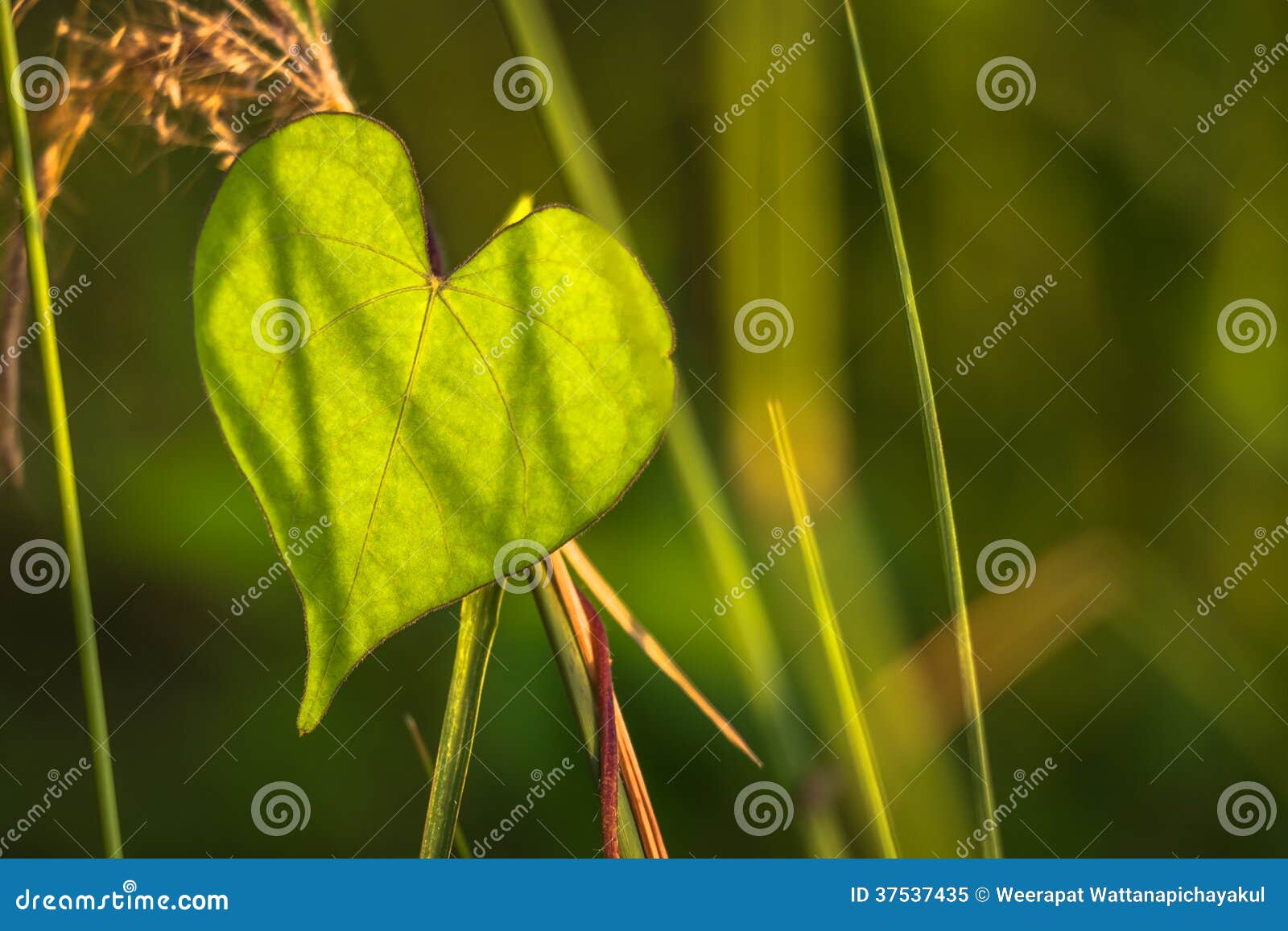 Heart leaf stock image. Image of sunlight, field, wilderness - 37537435