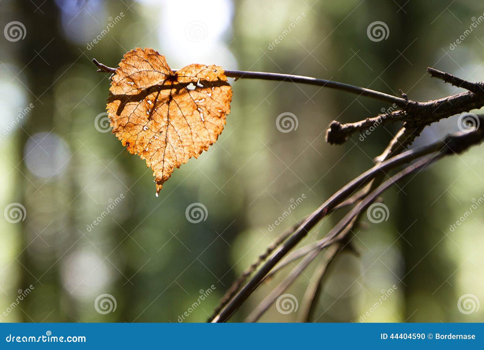 Heart leaf stock photo. Image of nature, love, closeup - 44404590
