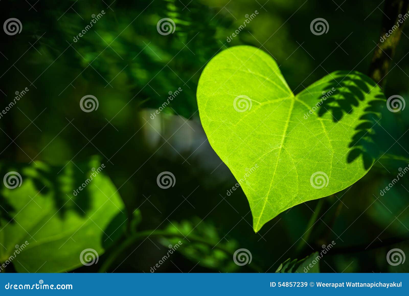 Heart leaf stock image. Image of leaf, romance, garden - 54857239