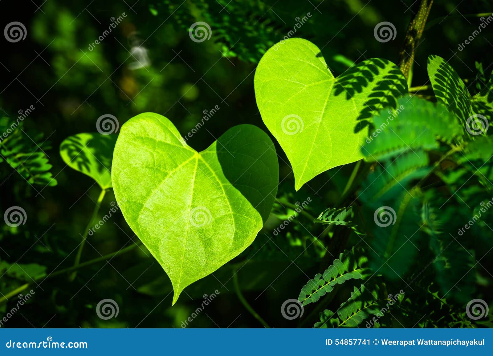 Heart leaf stock image. Image of closeup, conceptual - 54857741