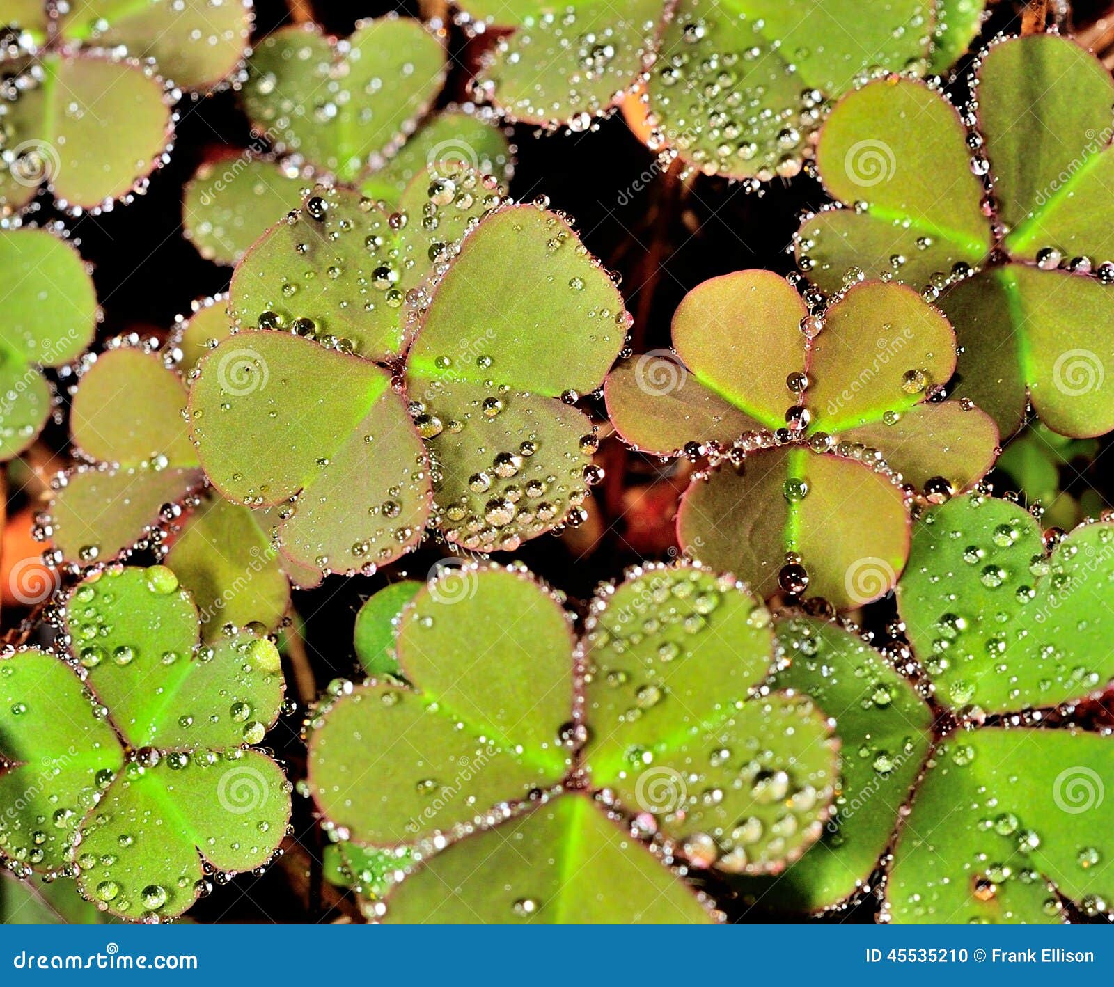 Heart Leaf Clover Background Stock Photo - Image of foliage, nature ...