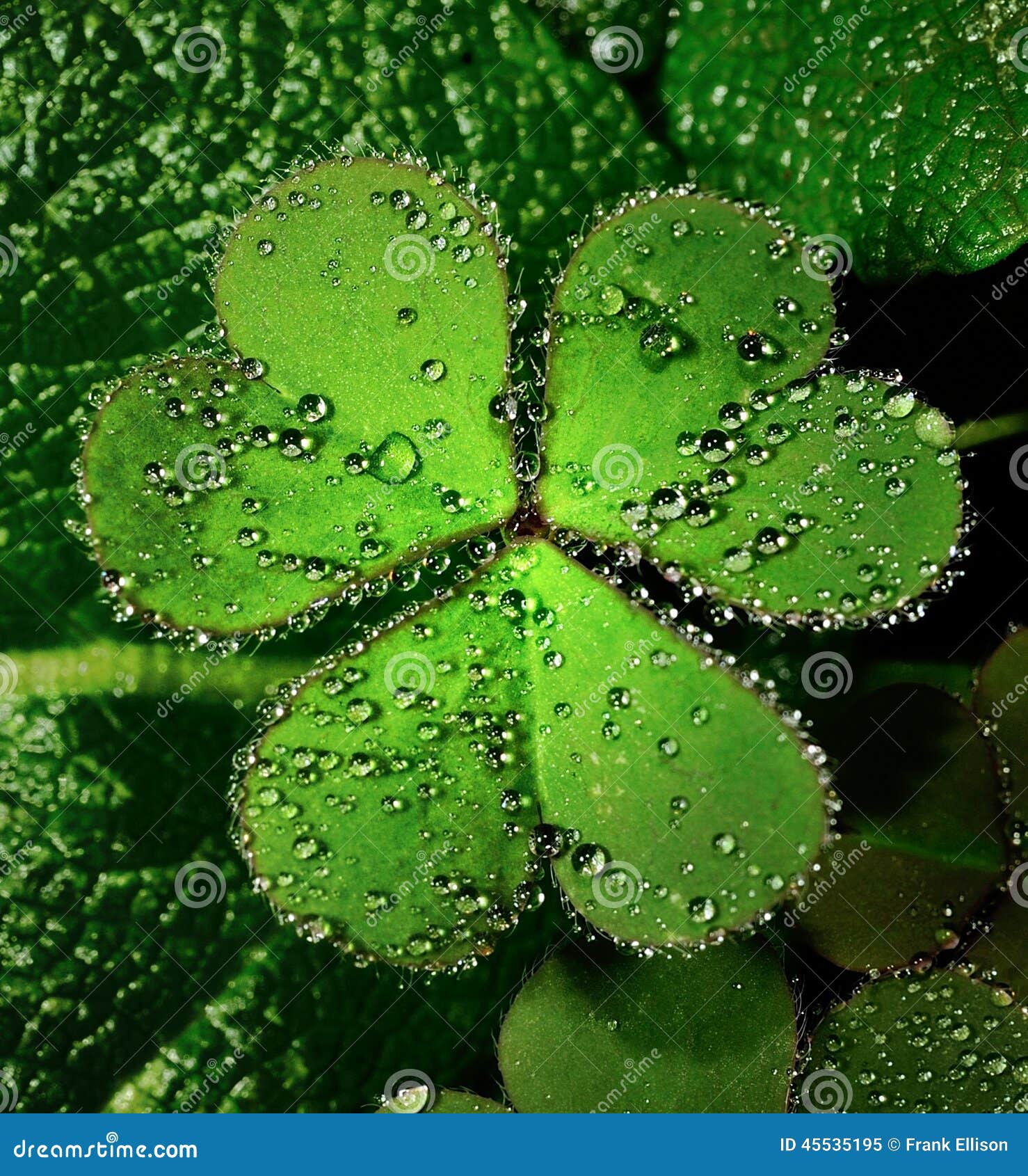 Heart Leaf Clover stock image. Image of heart, clover - 45535195