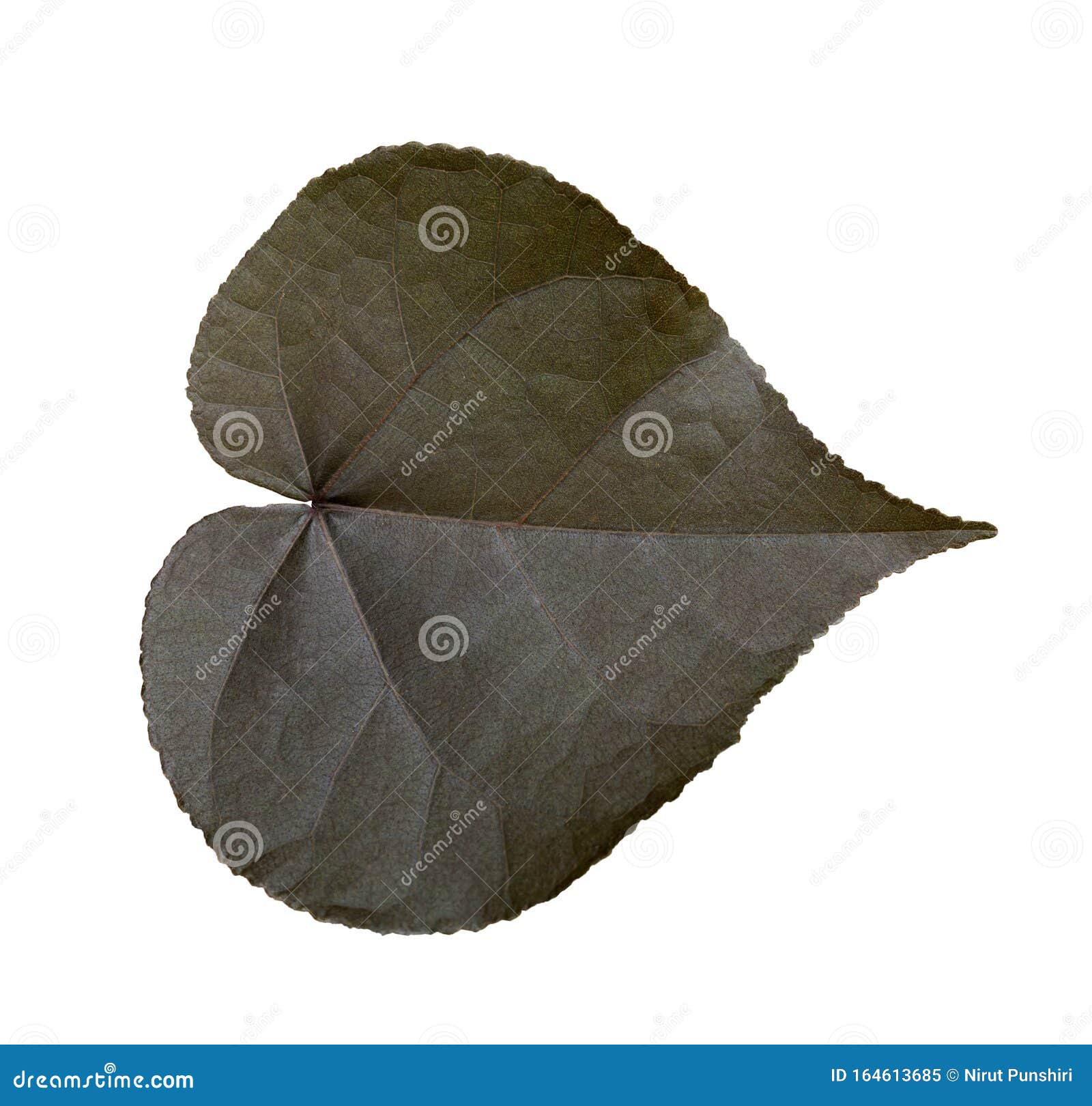 Heart leaf shaped stock image. Image of lanceleaved - 164613685