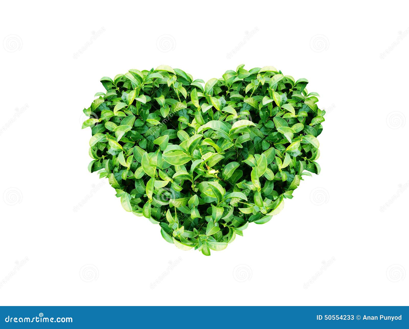 Heart leaf tea stock image. Image of grass, nature, green - 50554233