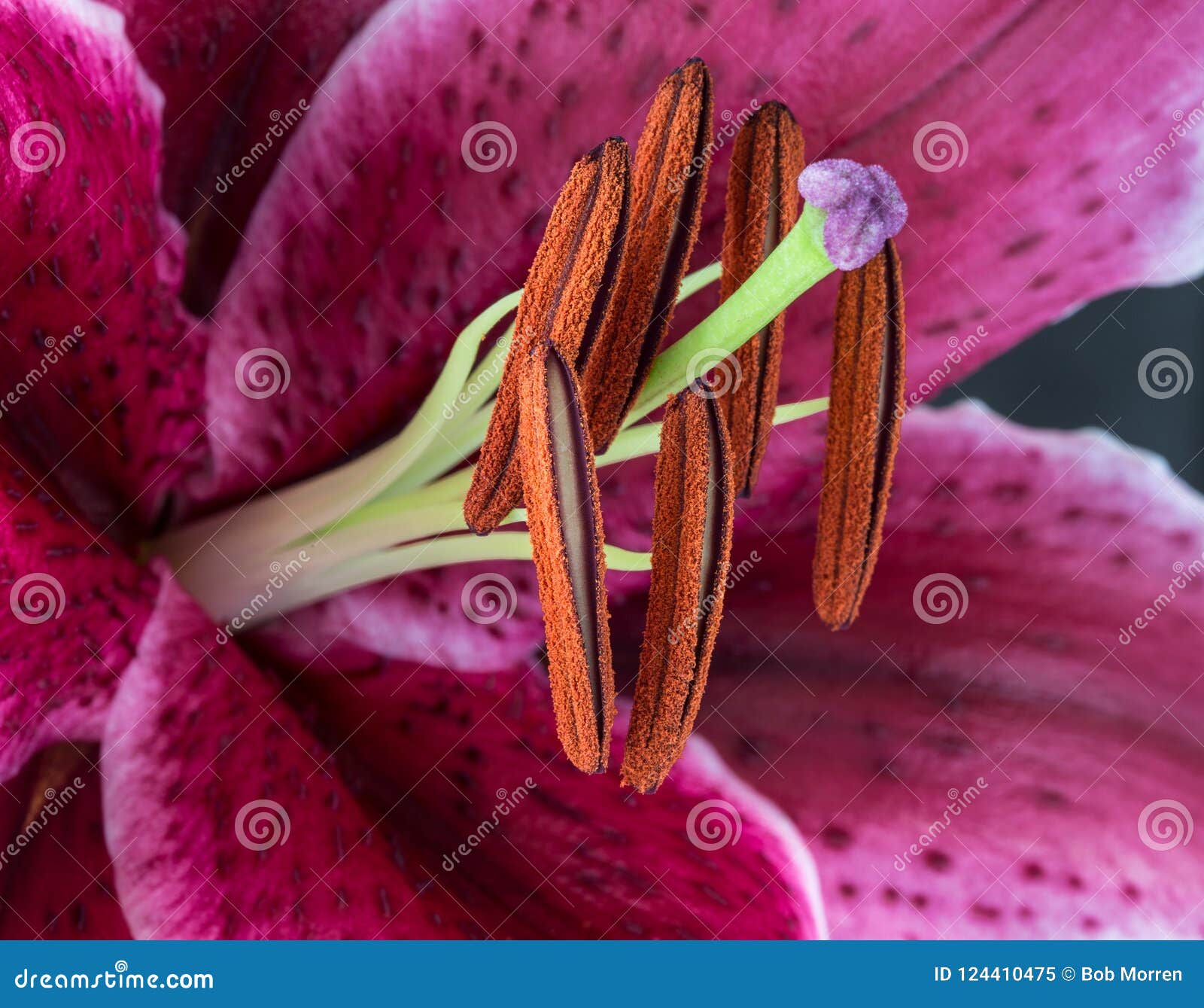 Heart of the Lily stock image. Image of lily, heart - 124410475