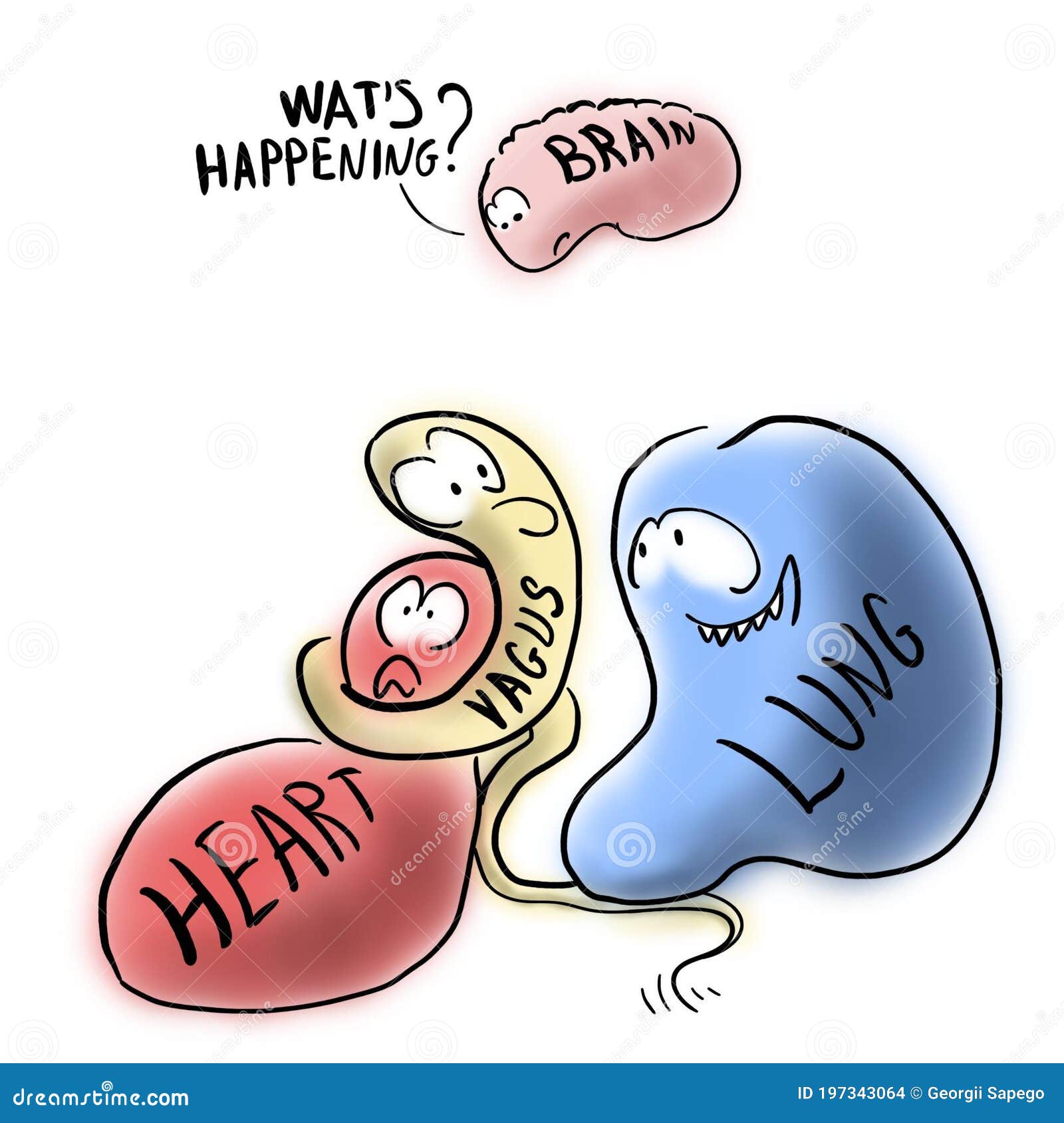 Heart Looks at the Vagus and Internal Organs Stock Illustration ...