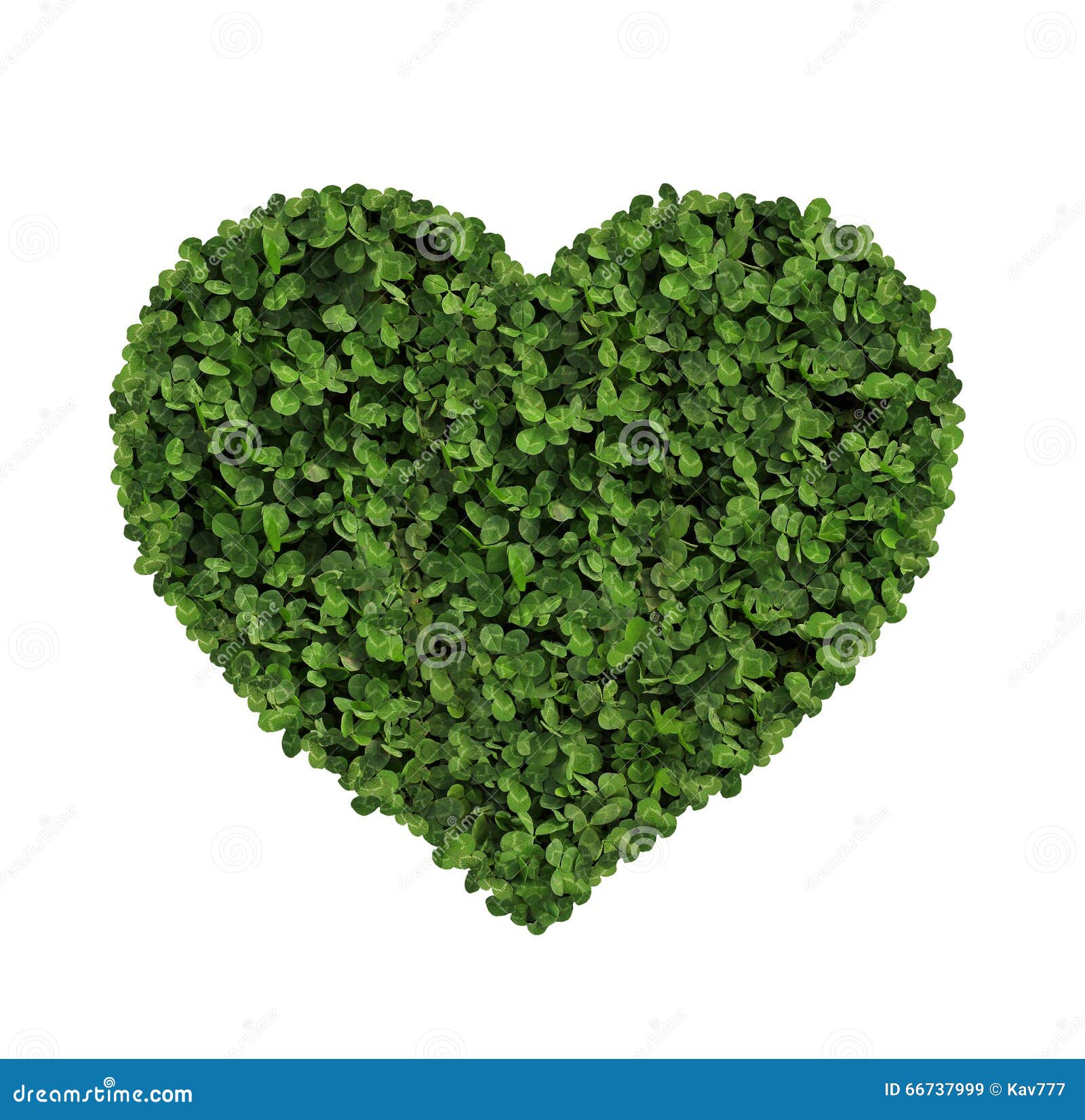 Heart Made of Clover Isolated on White Background Stock Image - Image ...