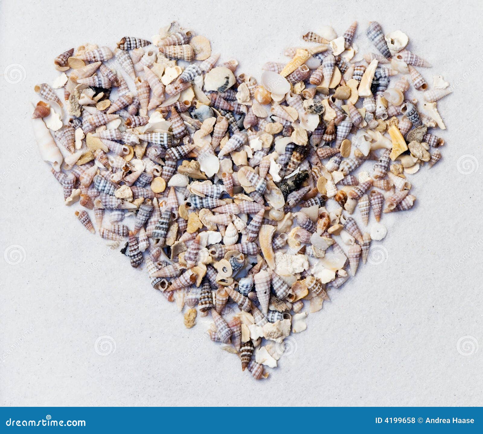 Heart made from sea shells stock photo. Image of shells - 4199658