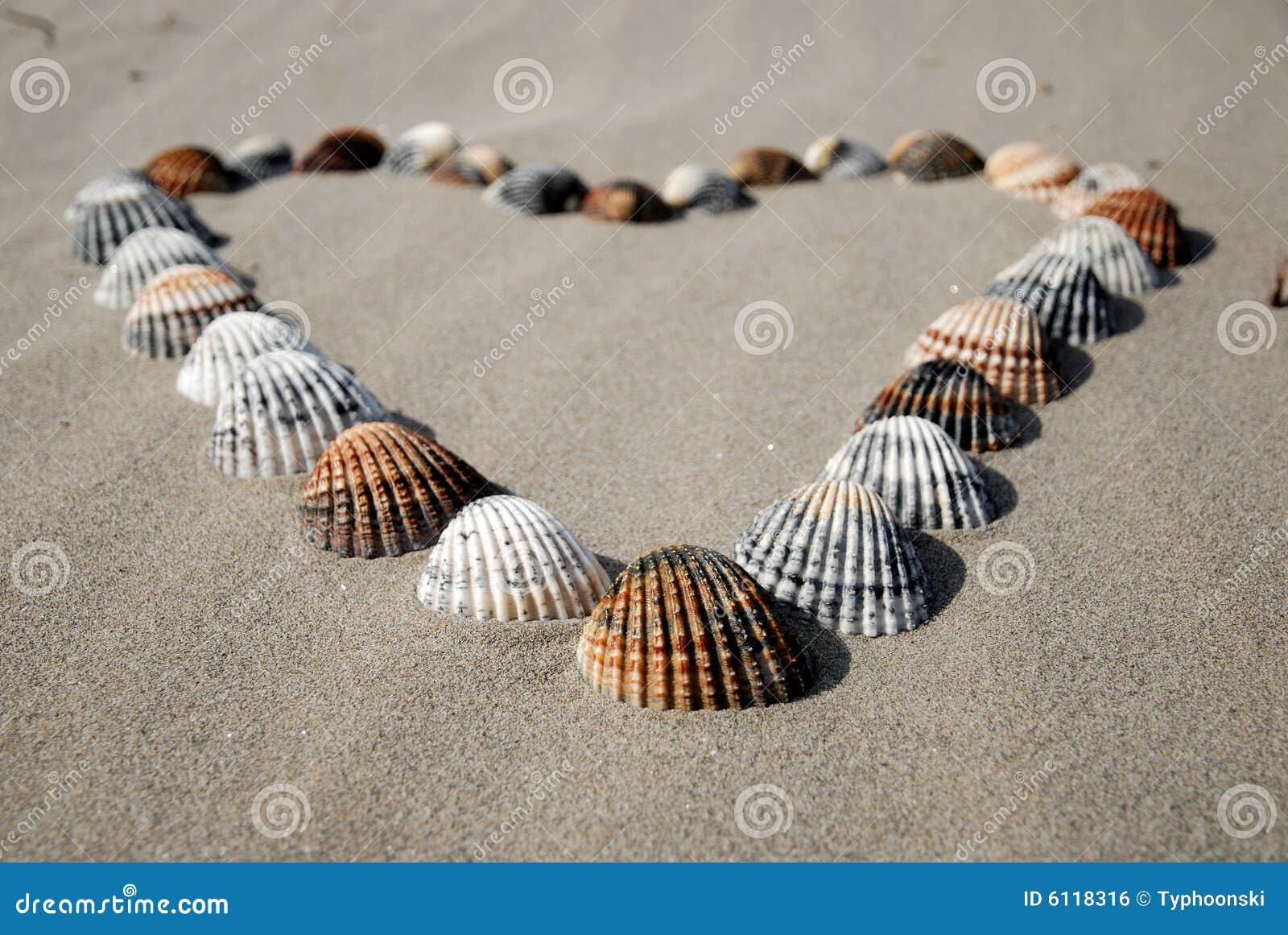 Heart made of shells stock photo. Image of still, emotion - 6118316