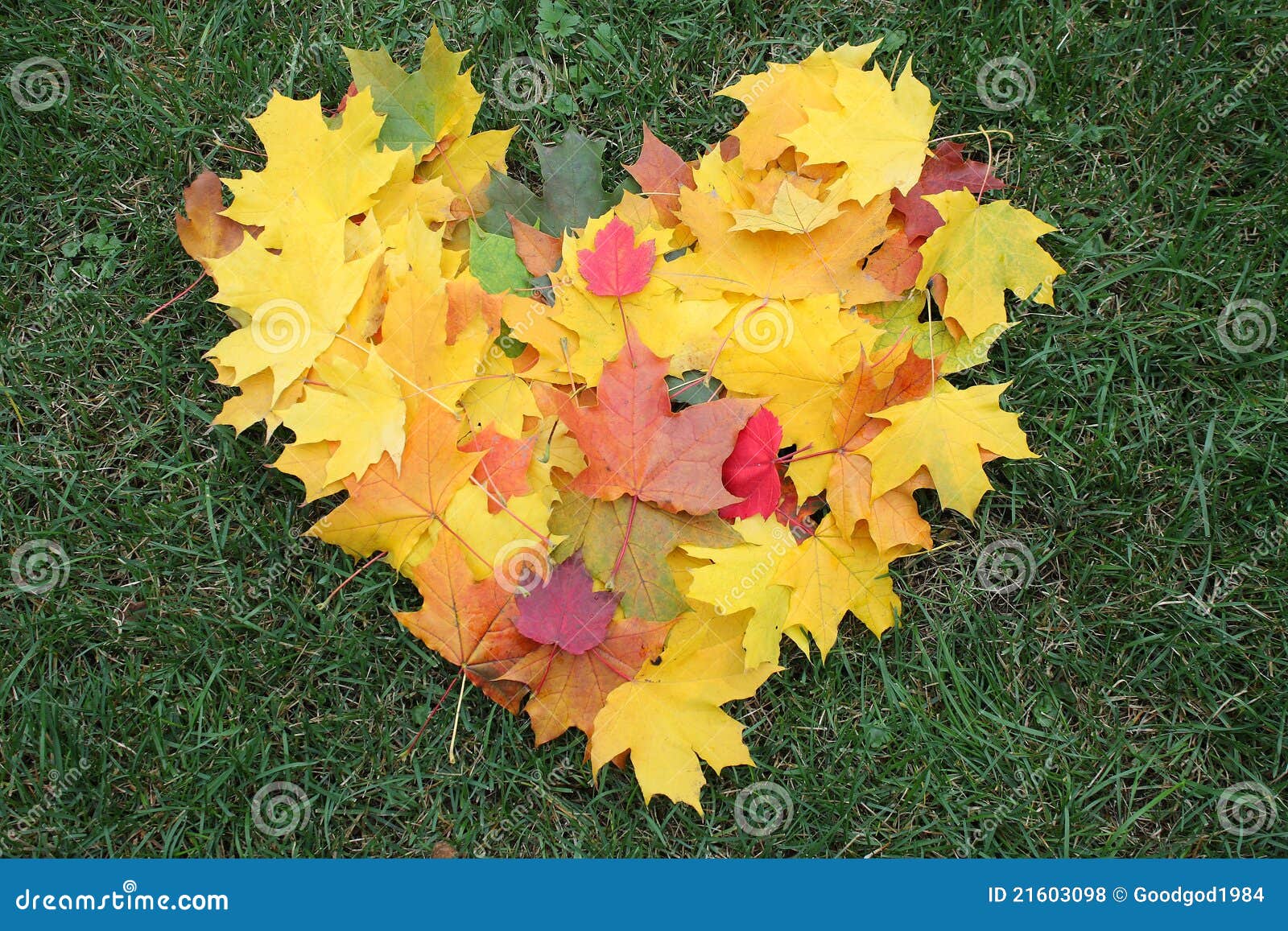 Heart from maple leaves stock photo. Image of leafs, october - 21603098