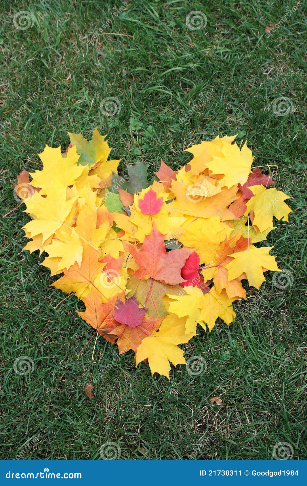 Heart from maple leaves stock image. Image of fall, green - 21730311