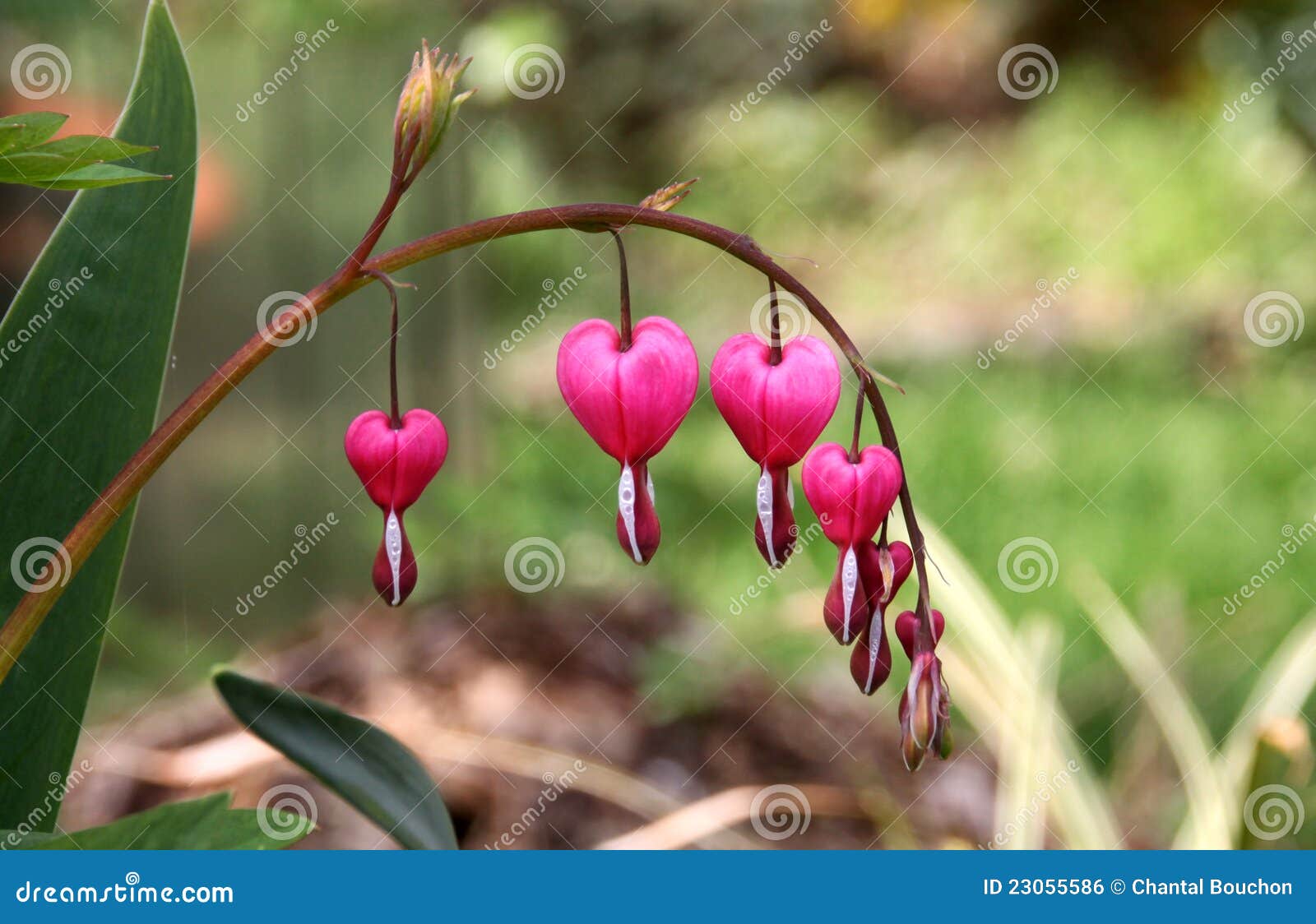 Heart Of Marie Royalty-Free Stock Image | CartoonDealer.com #23055586