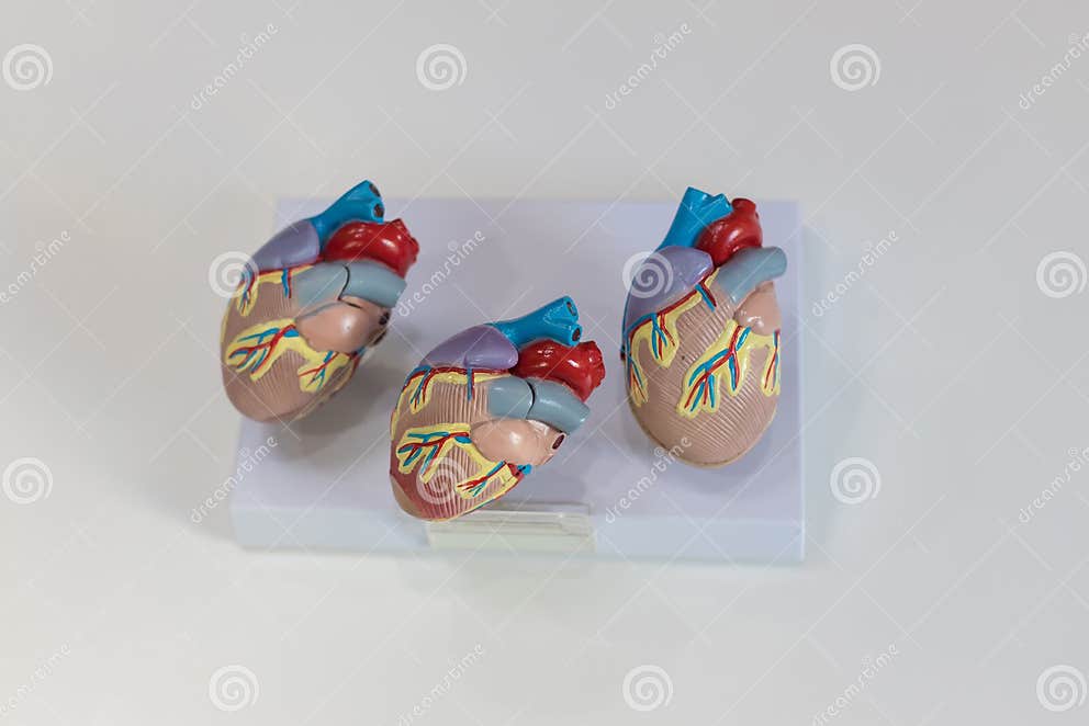 Heart Model. Human Heart Plastic Model. Anatomical Model of Human Heart ...