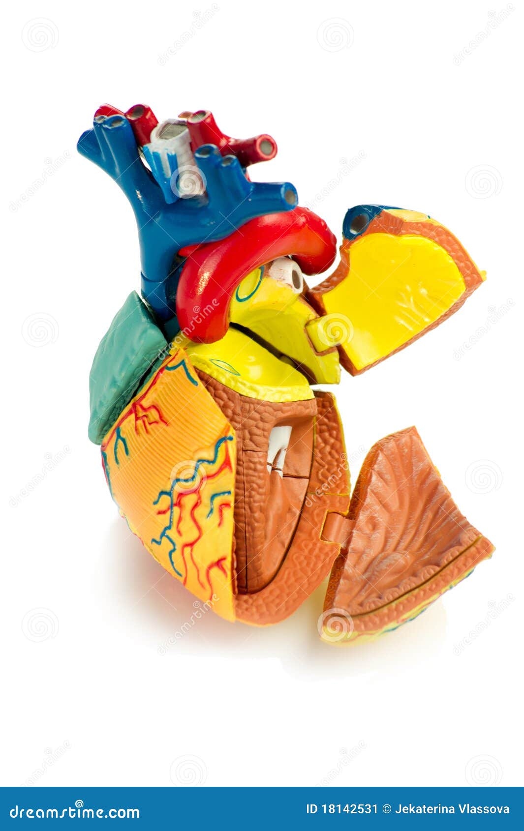 Cardiac Model Of Transcatheter Aortic Valve Implantation For Human ...