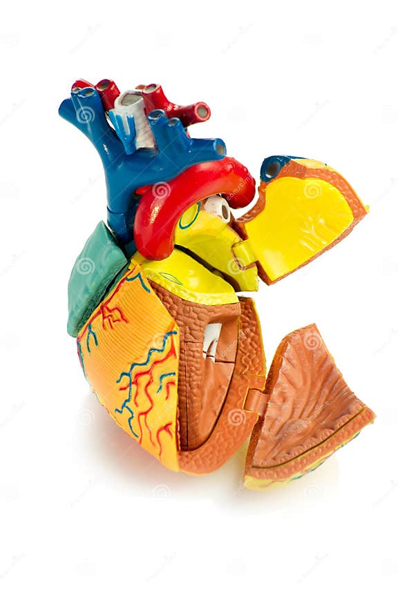 Heart model isolated stock image. Image of care, abstract - 18142531