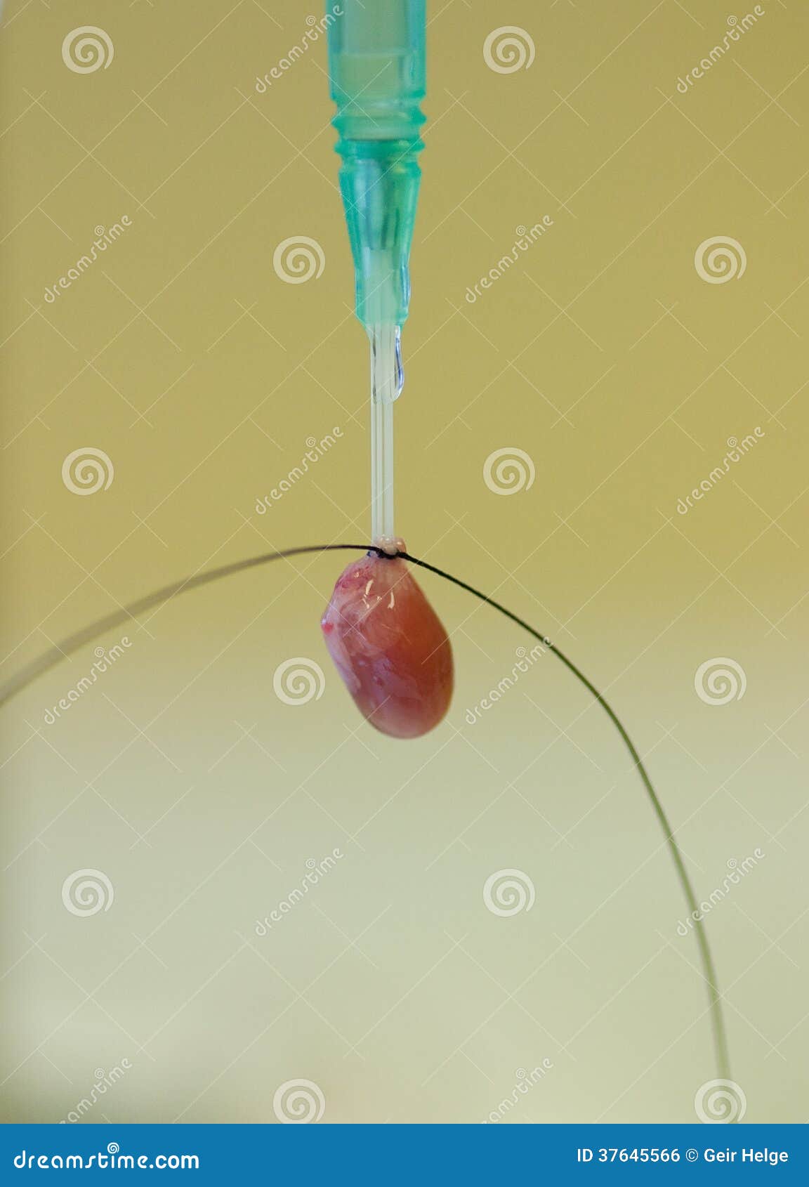 Heart from Mouse Sutured on Cannula with Artificia Stock Photo - Image ...