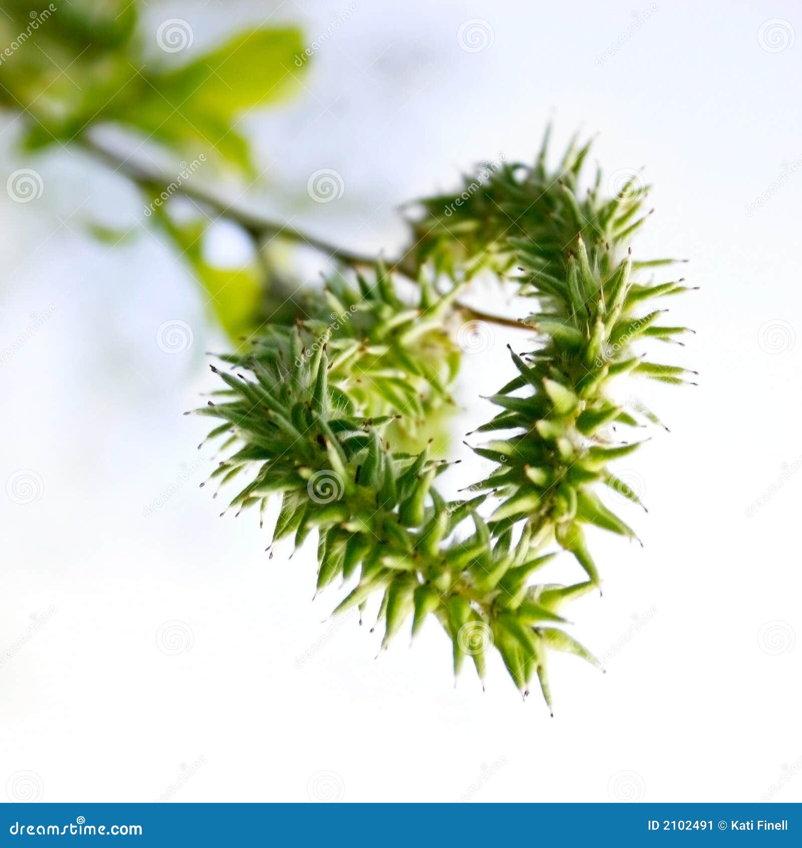Heart in nature stock image. Image of tree, shape, spring - 2102491