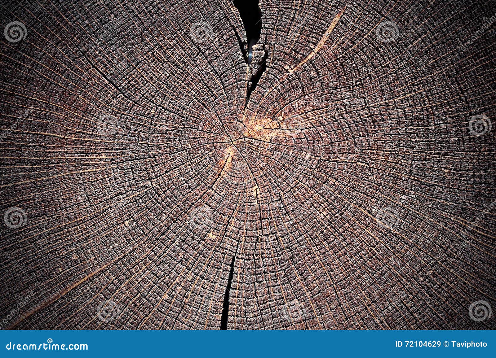 Heart of oak tree stock image. Image of material, pattern - 72104629