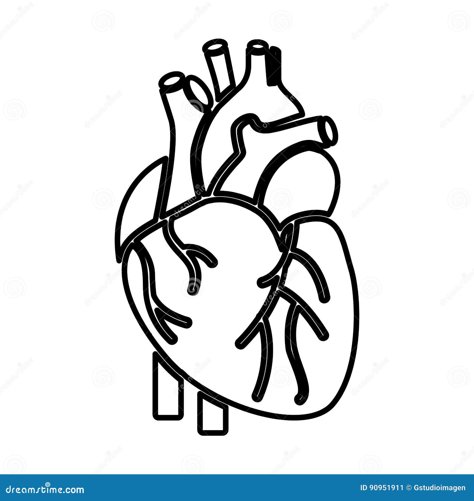 Heart organ human icon stock vector. Illustration of care - 90951911 Heart organ human icon stock vector. Illustration of care - 90951911