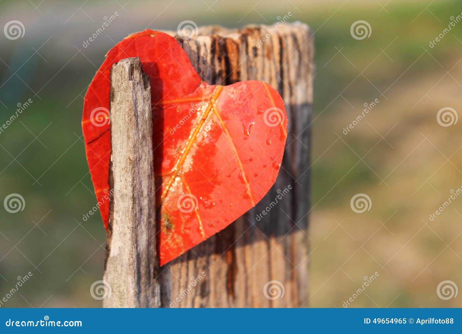 Heart on a pile leaves stock image. Image of color, colored - 49654965