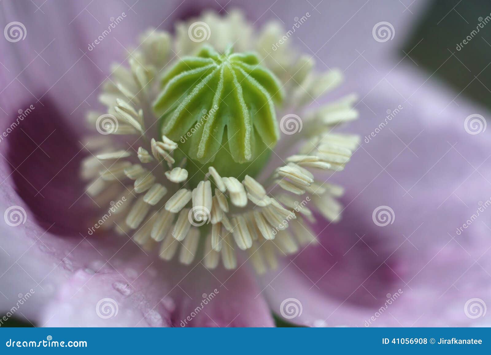 The heart of a poppy stock photo. Image of pink, summer - 41056908