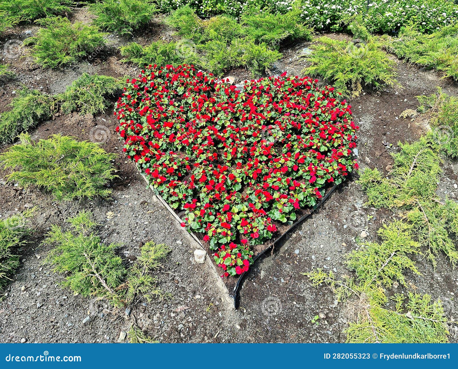 The heart of red flowers stock image. Image of flowers - 282055323