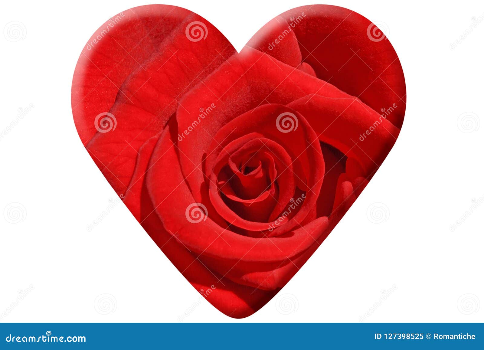Heart with Red Rose Blossom Stock Image - Image of heart, valentine ...
