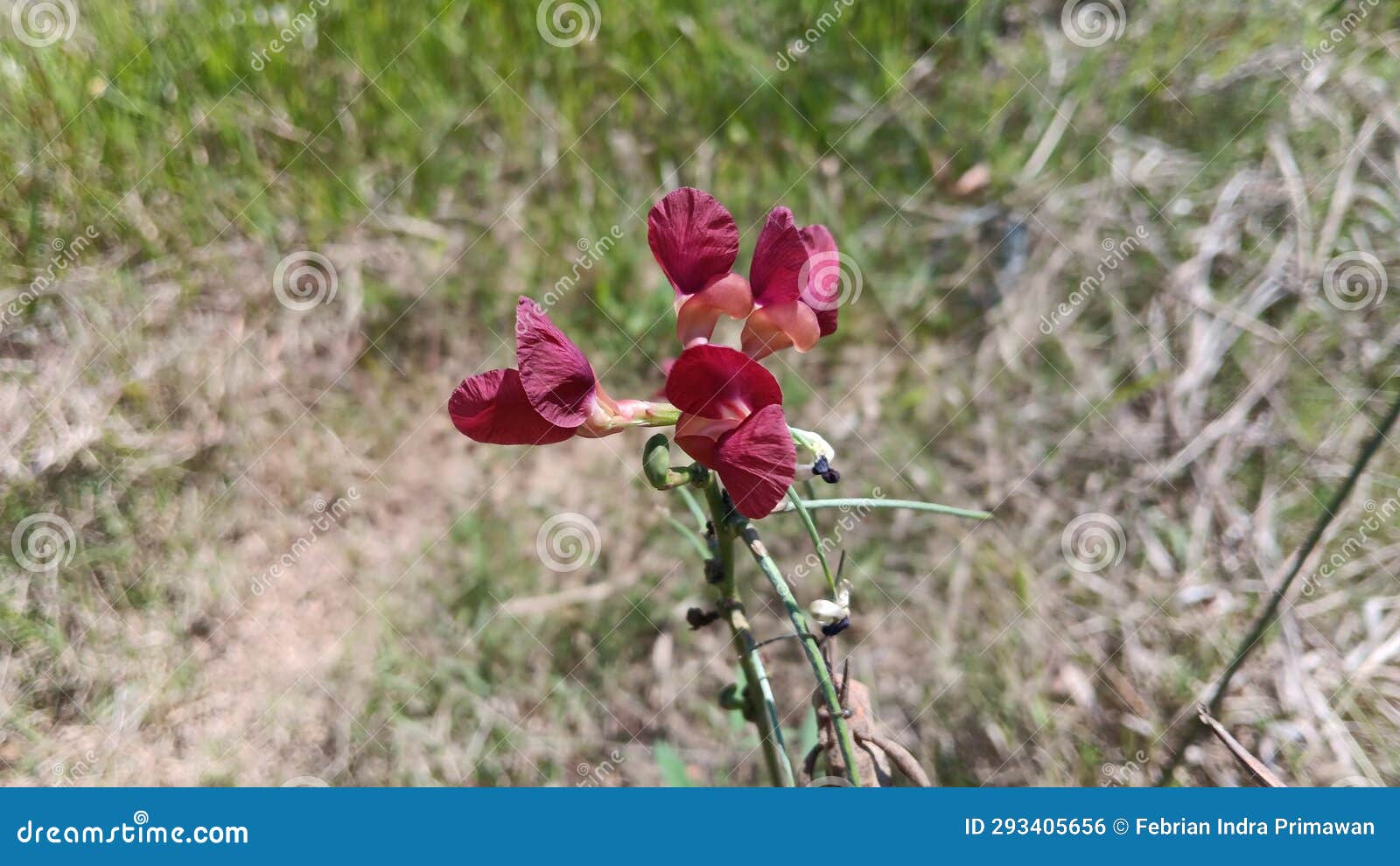 Heart-red Wild Flowers that Grow on the Side of the Road Stock Photo ...
